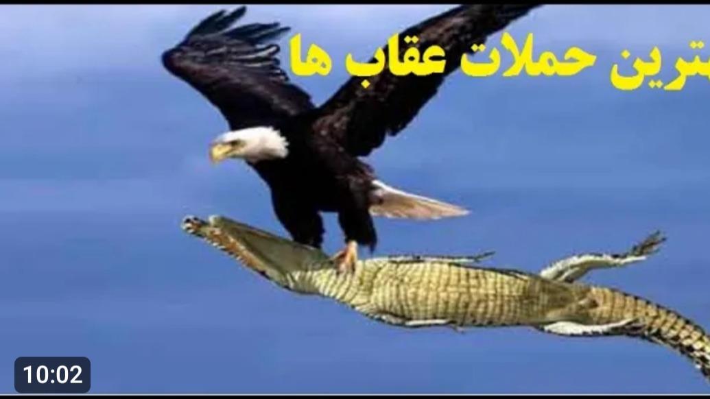 مستند زیبای بهترین حملات عقاب ها مستند حَـیــات وَحــش