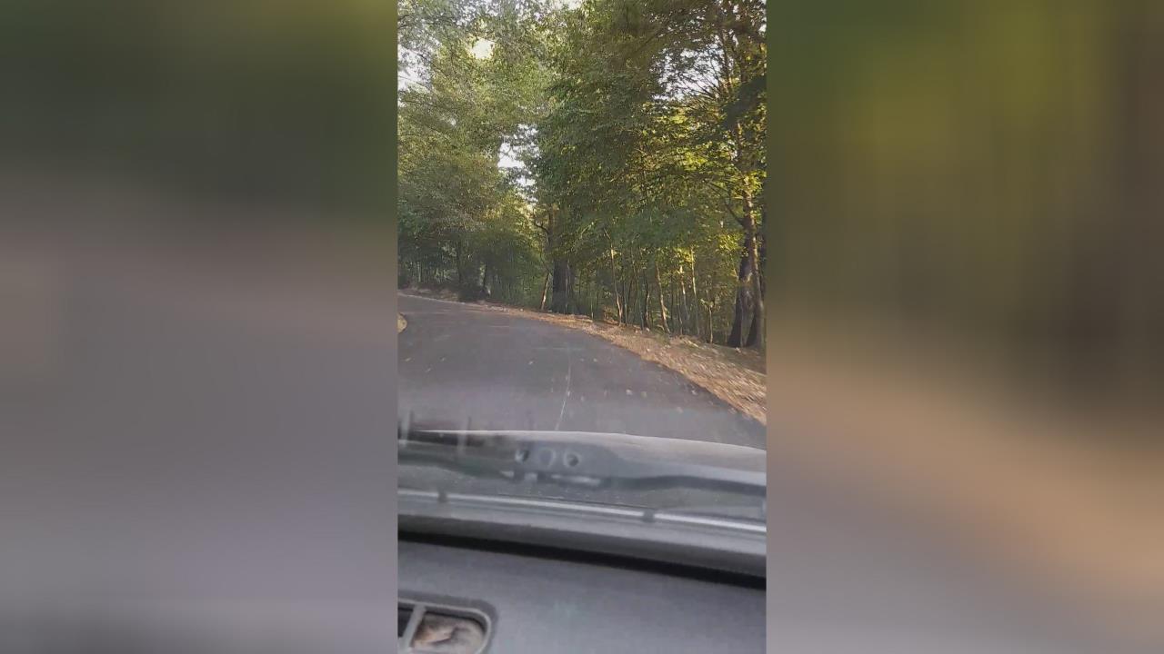 طبیعت زیبای شمال جنگل پسند رز بهشهر استان مازندران طبیعت روستا