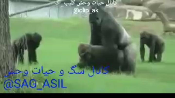 جفت گیری دیدنی گوریل ها حیات وحش و شگفتی ها Nature And Wonders